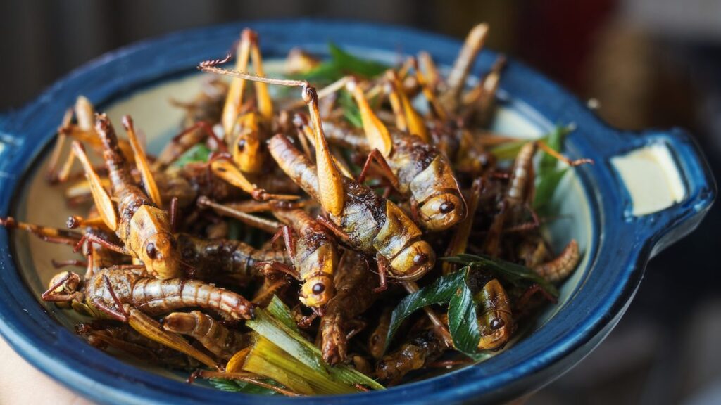 Italia: Meloni prohíbe los insectos en la pasta y en las pizzas ...